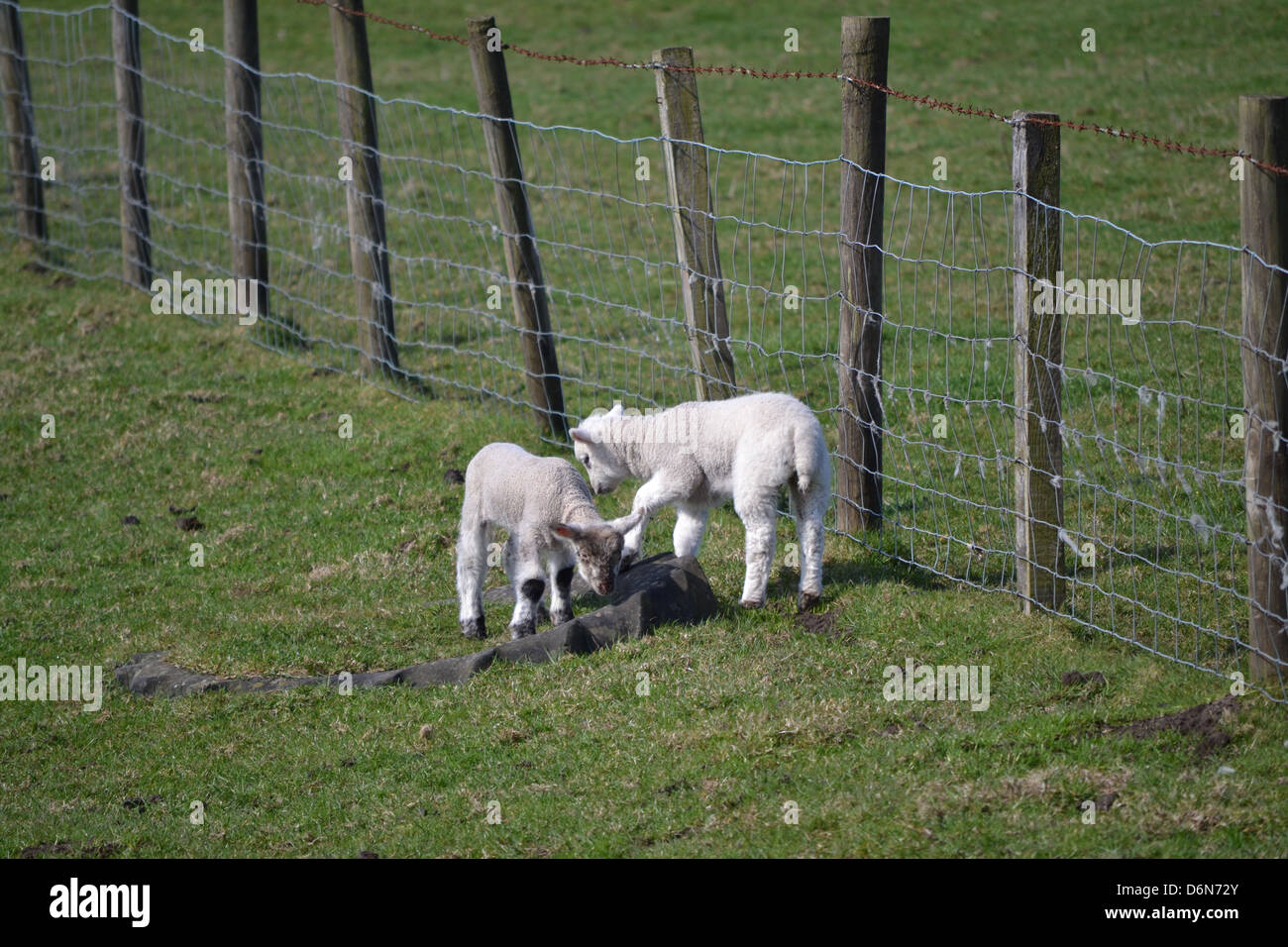 Lambs in the spring Stock Photo - Alamy