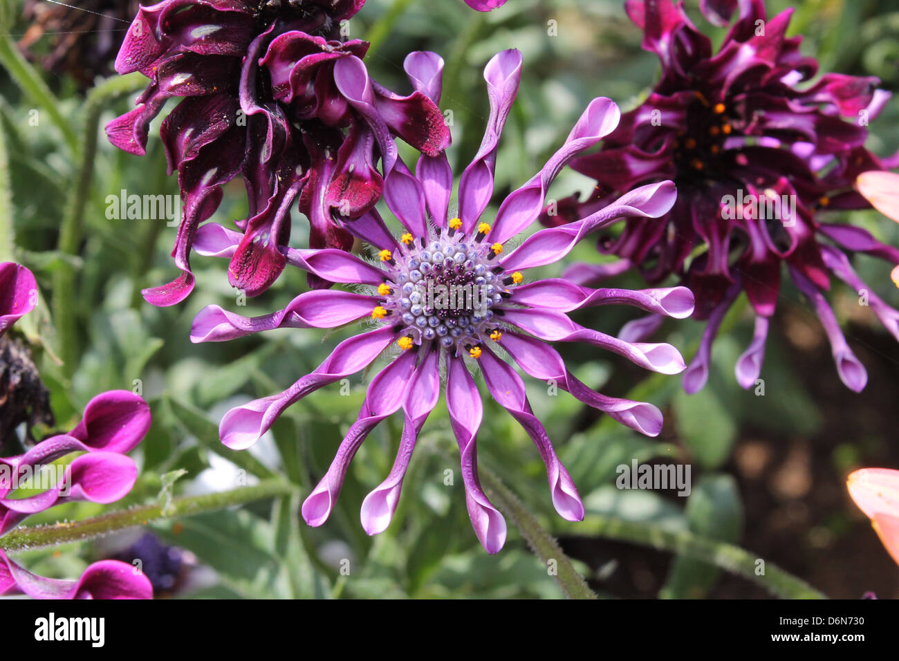 Strange Alien Flower Violet Stock Photo - Alamy