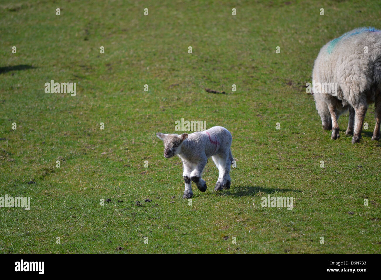 Lambs in the spring Stock Photo - Alamy