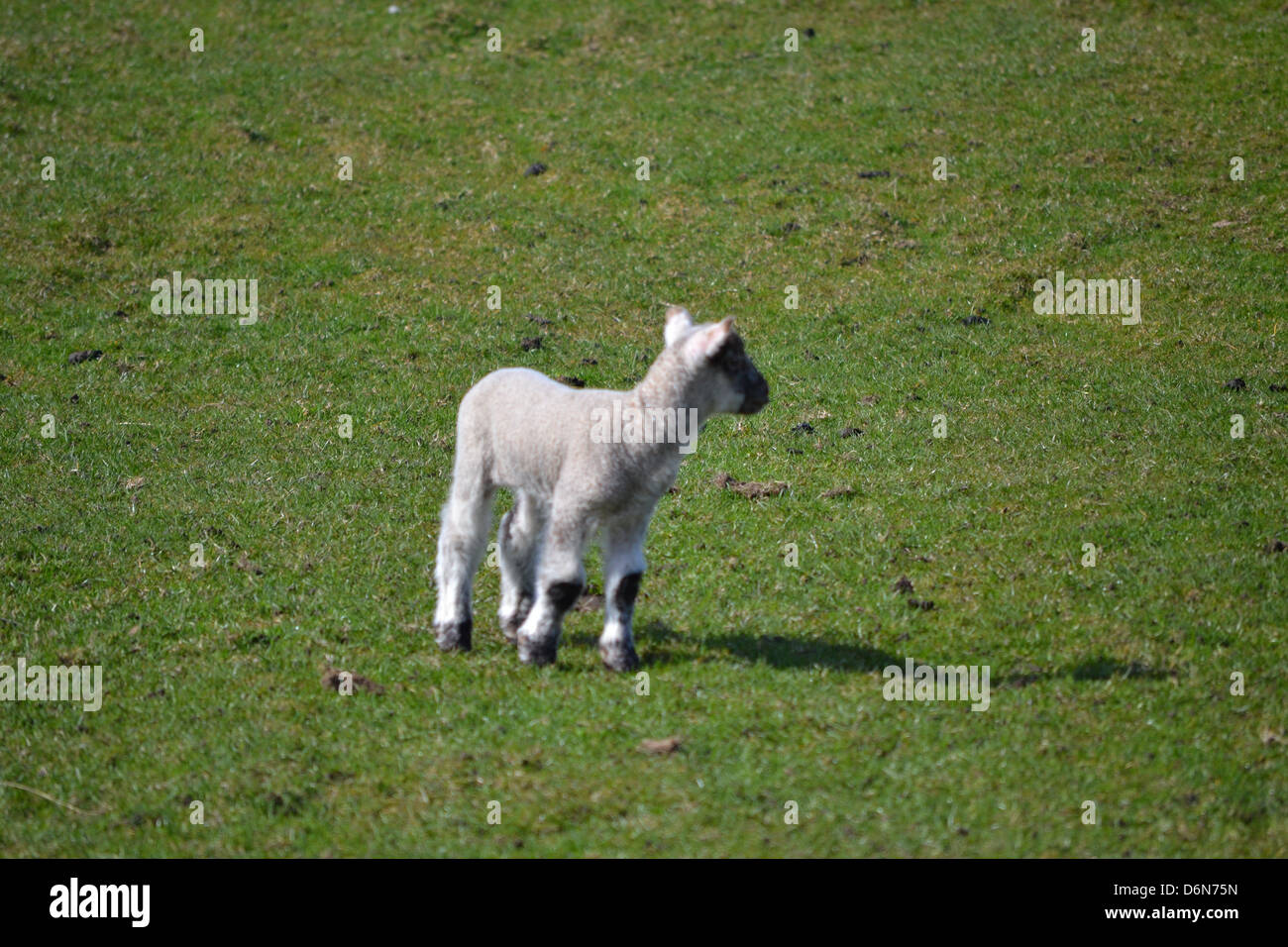 Lambs in the spring Stock Photo - Alamy