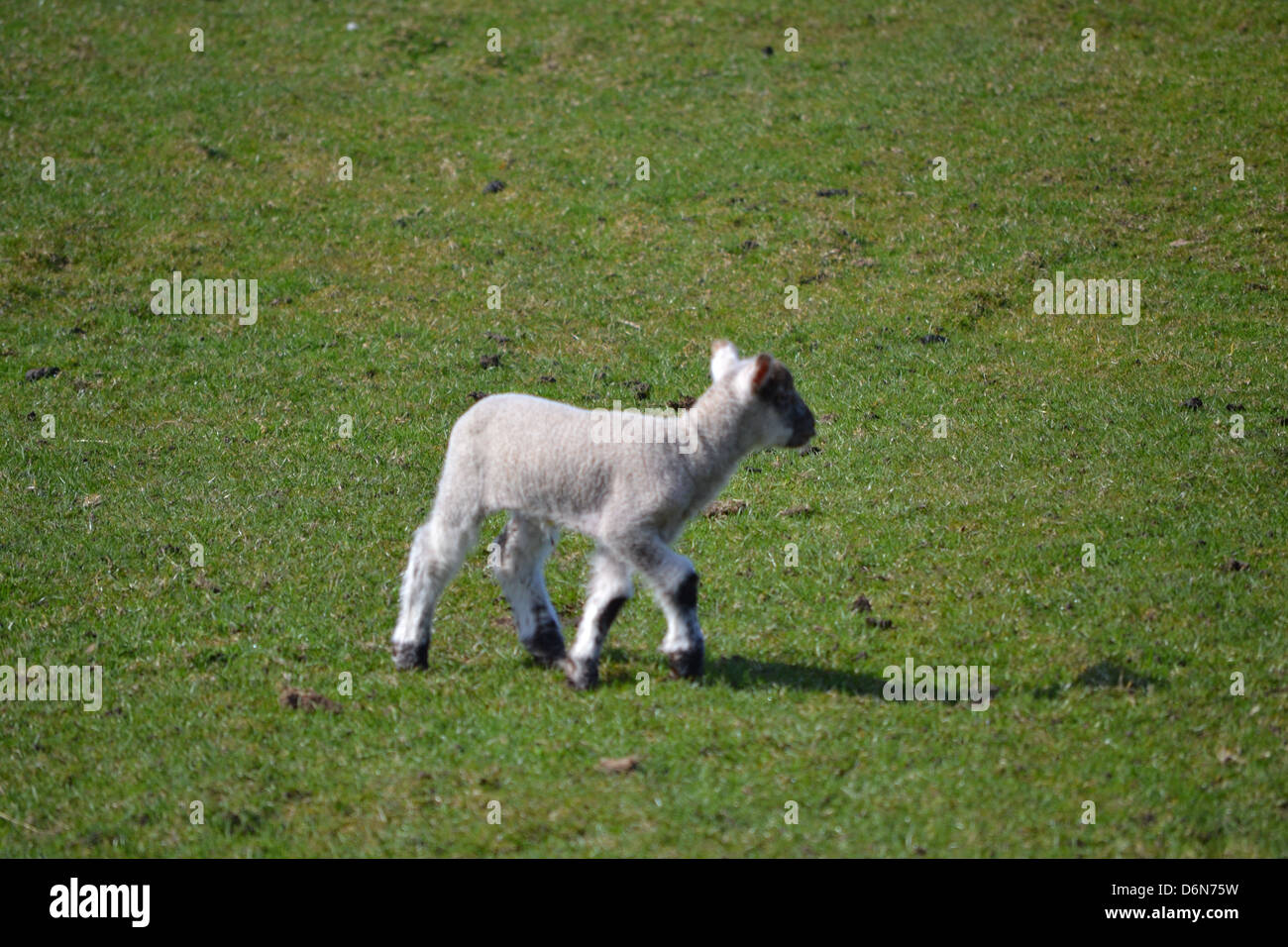 Lambs in the spring Stock Photo - Alamy