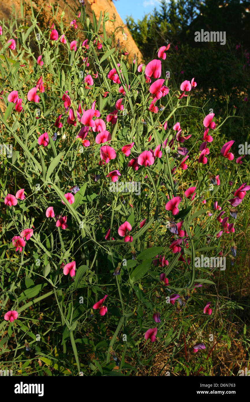 Perennial Sweet Pea, Lathyrus latifolius. Plant with flowers Stock ...