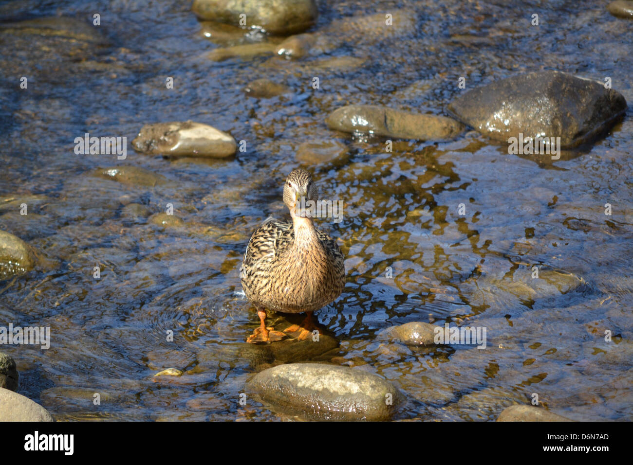 Ducks In A Stream Stock Photo - Alamy