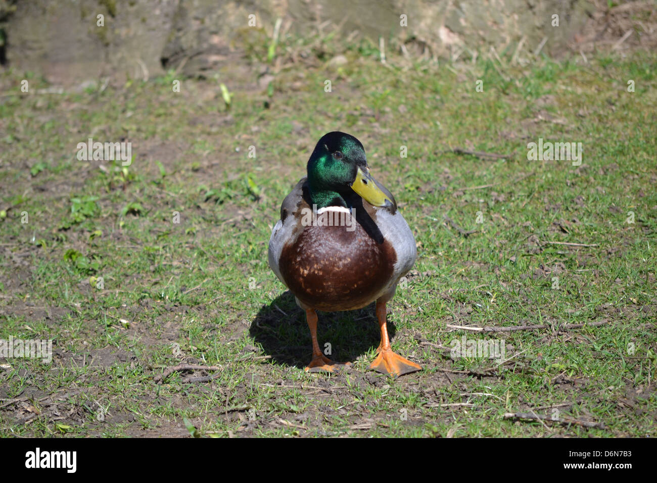 Ducks In A Stream Stock Photo - Alamy