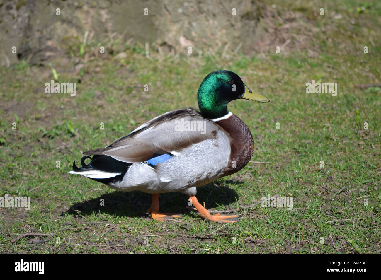 Ducks In A Stream Stock Photo - Alamy
