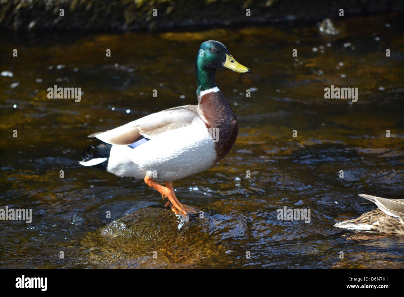 Ducks In A Stream Stock Photo - Alamy