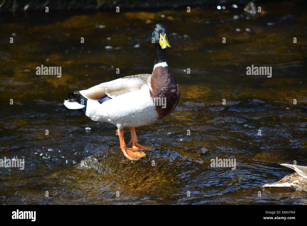 Speckled duck hi-res stock photography and images - Alamy