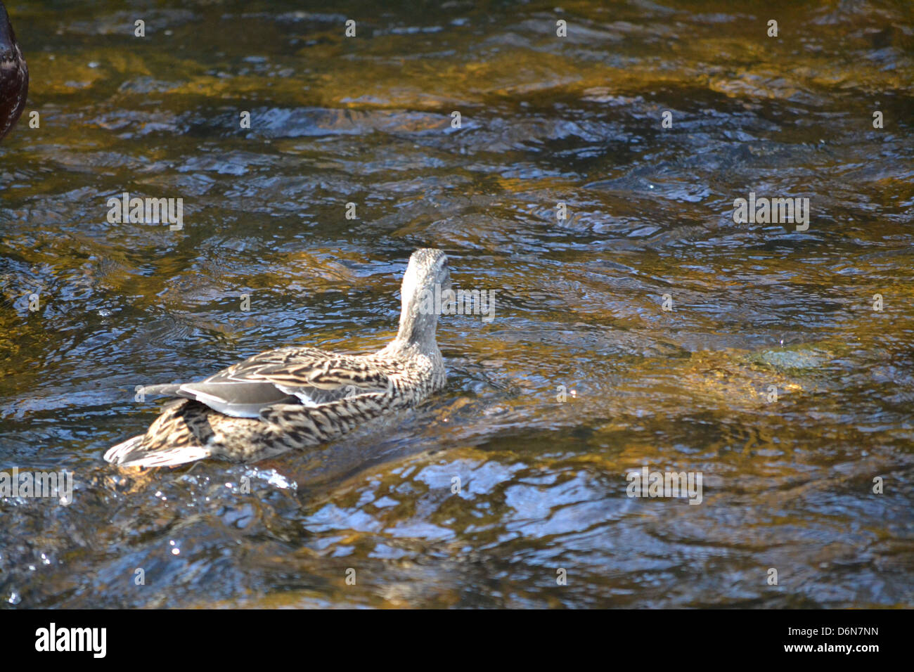 Ducks In A Stream Stock Photo - Alamy