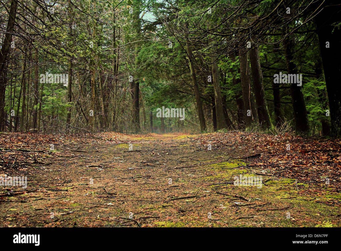 Pathway path woods trees wilderness hi-res stock photography and images - Alamy