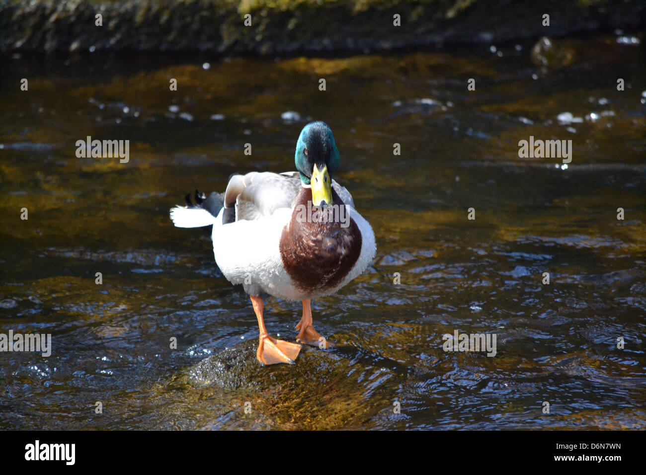 Ducks In A Stream Stock Photo - Alamy