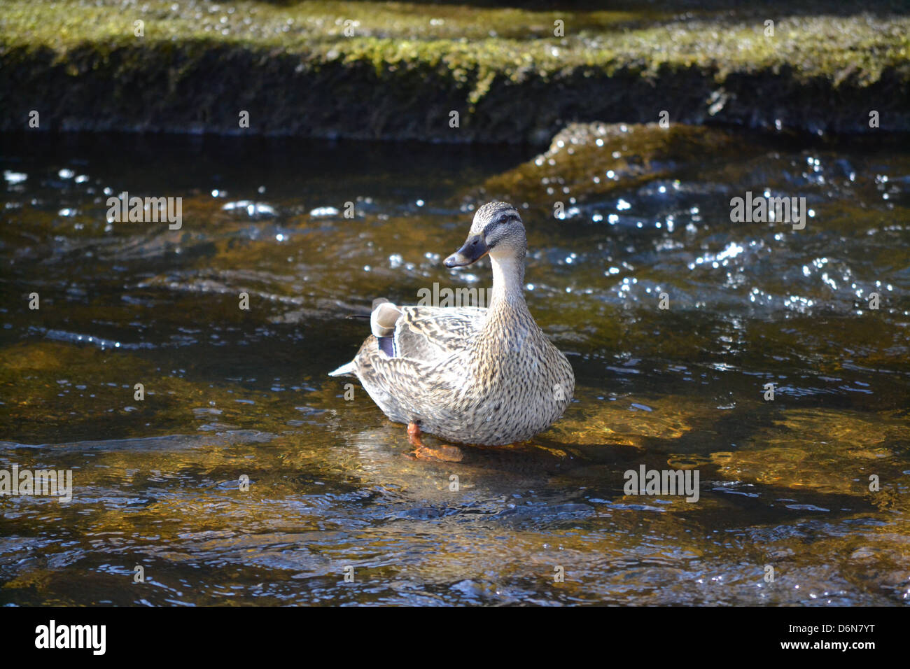 Ducks In A Stream Stock Photo - Alamy