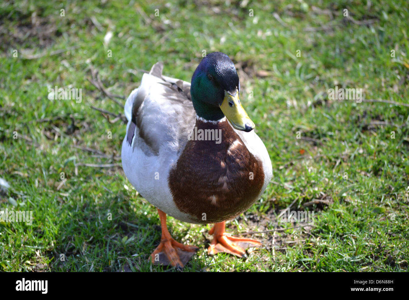 Stream and ducks hi-res stock photography and images - Alamy