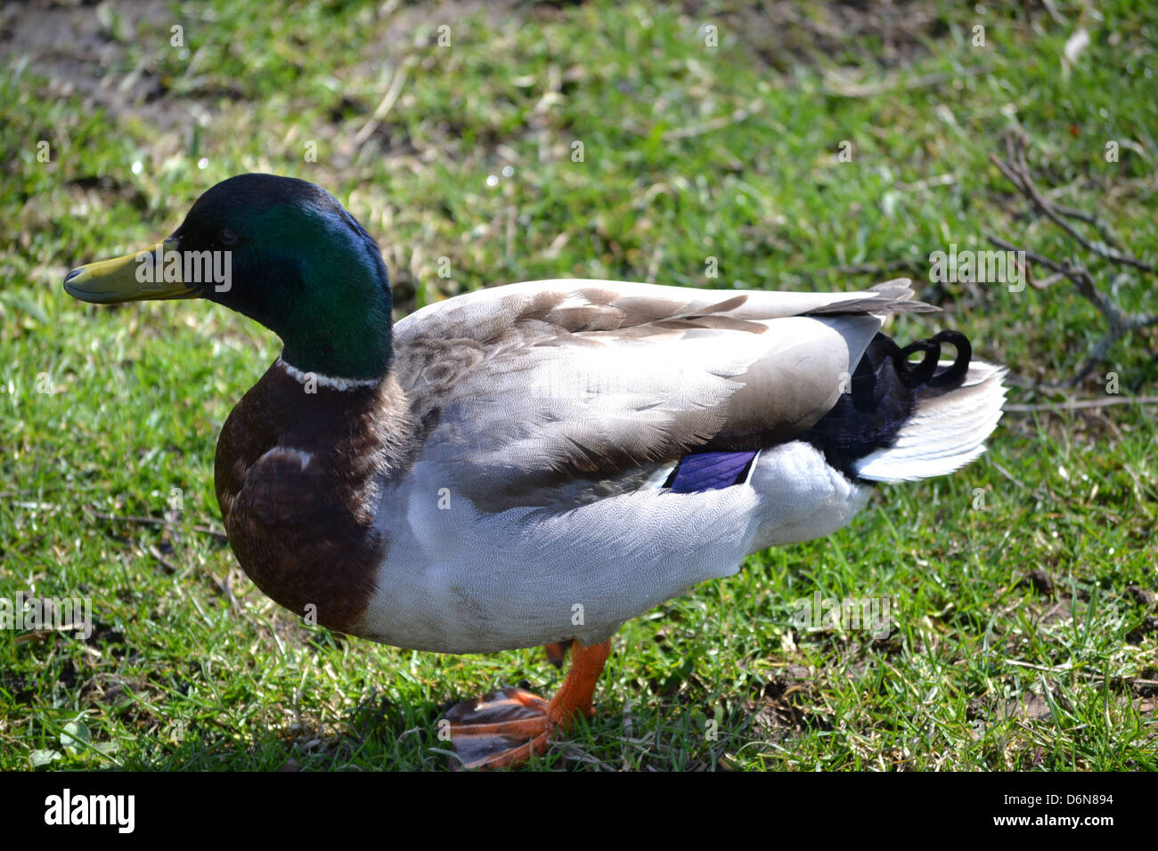 Ducks In A Stream Stock Photo - Alamy
