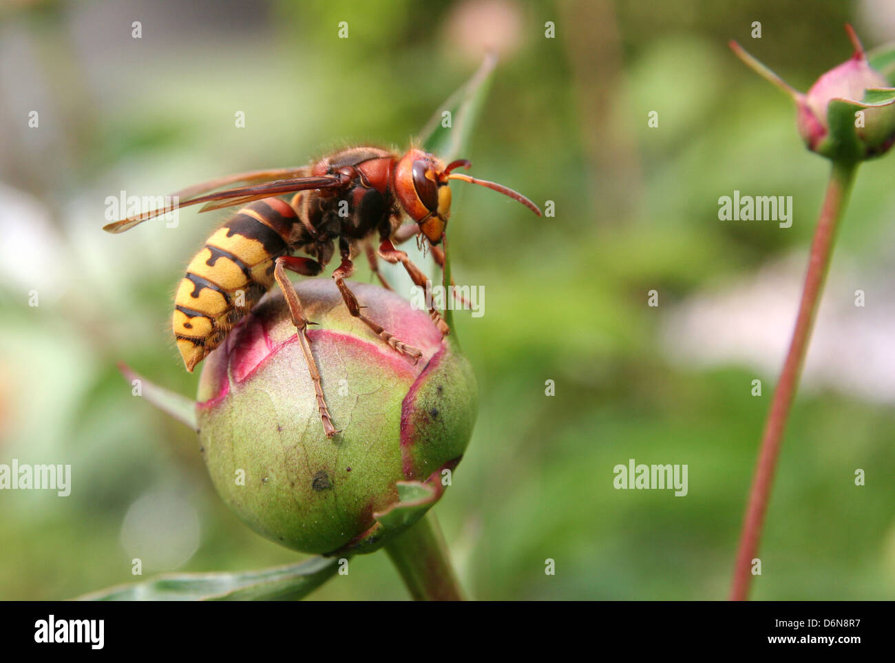 insect,hornet Stock Photo - Alamy