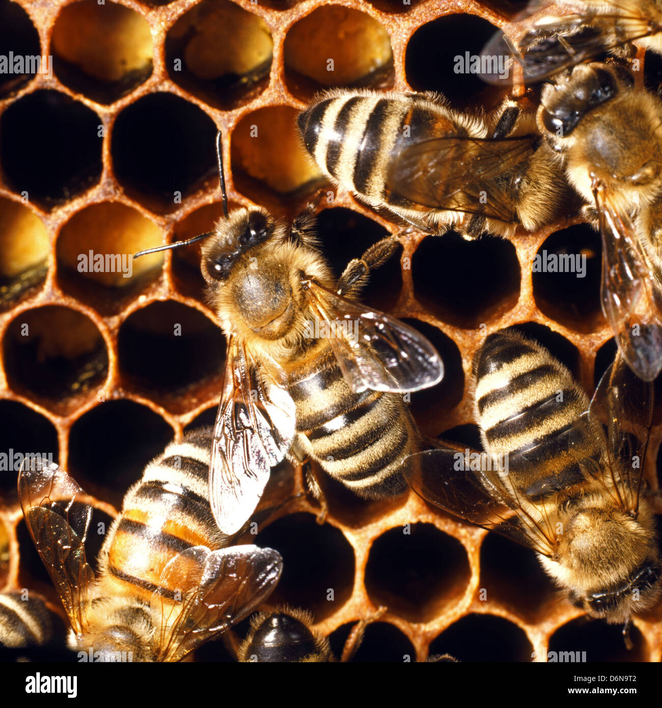 Industrious animals hi-res stock photography and images - Alamy