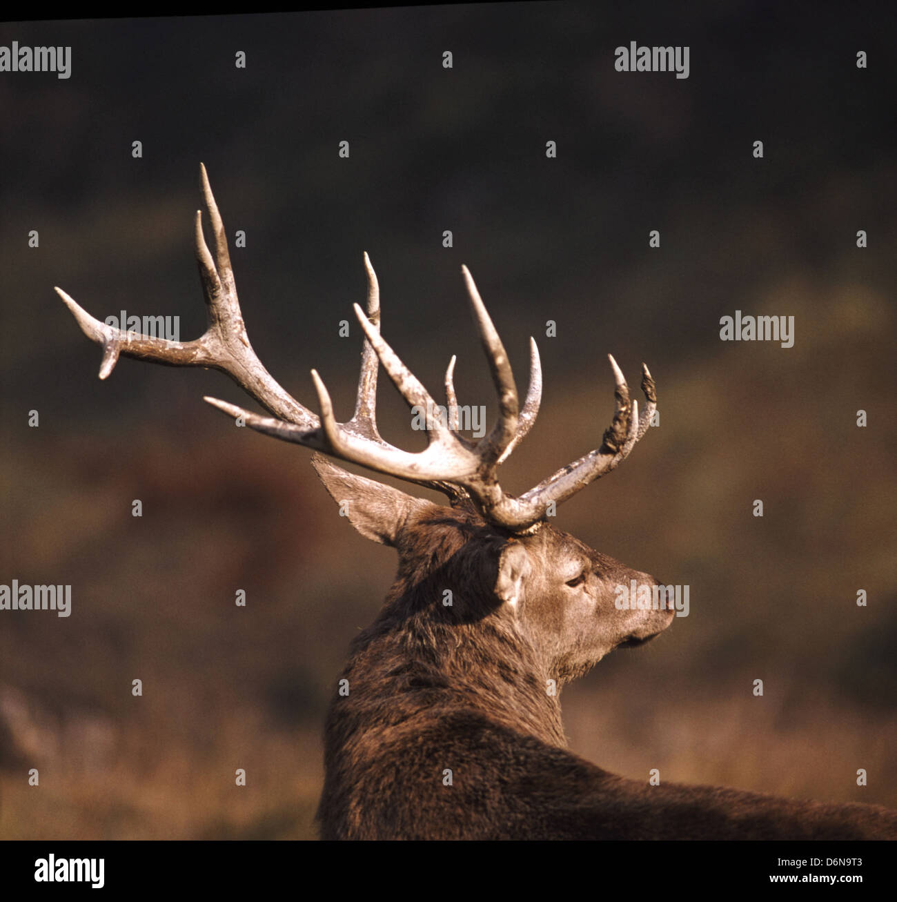 Deer rear hi-res stock photography and images - Alamy