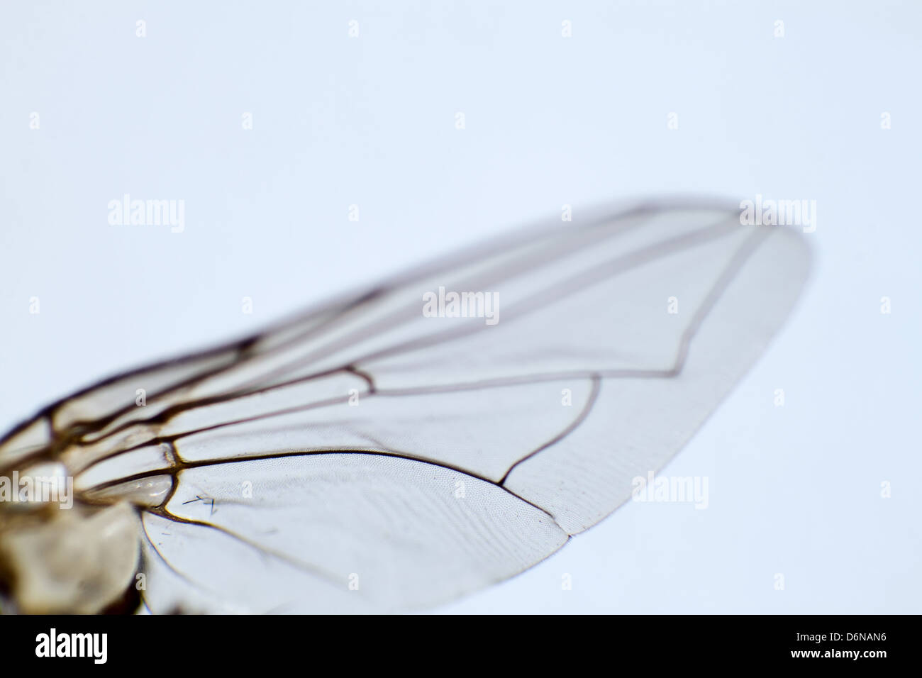 Berlin, Germany, wing of a fly Stock Photo - Alamy