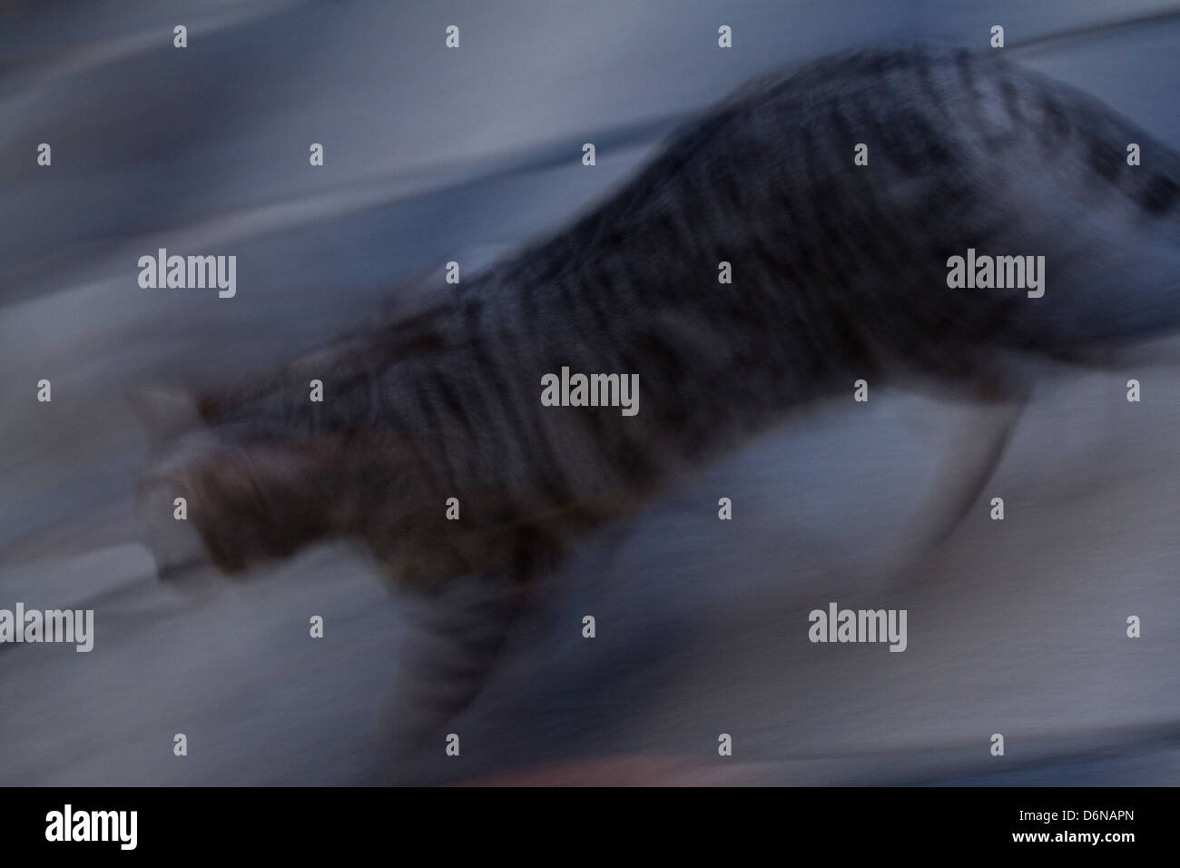 Cat berlin hi-res stock photography and images - Alamy