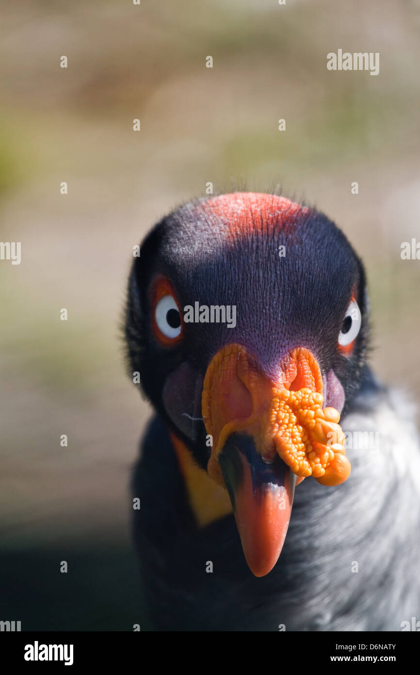 Berlin, Germany, a condor at the zoo Stock Photo - Alamy
