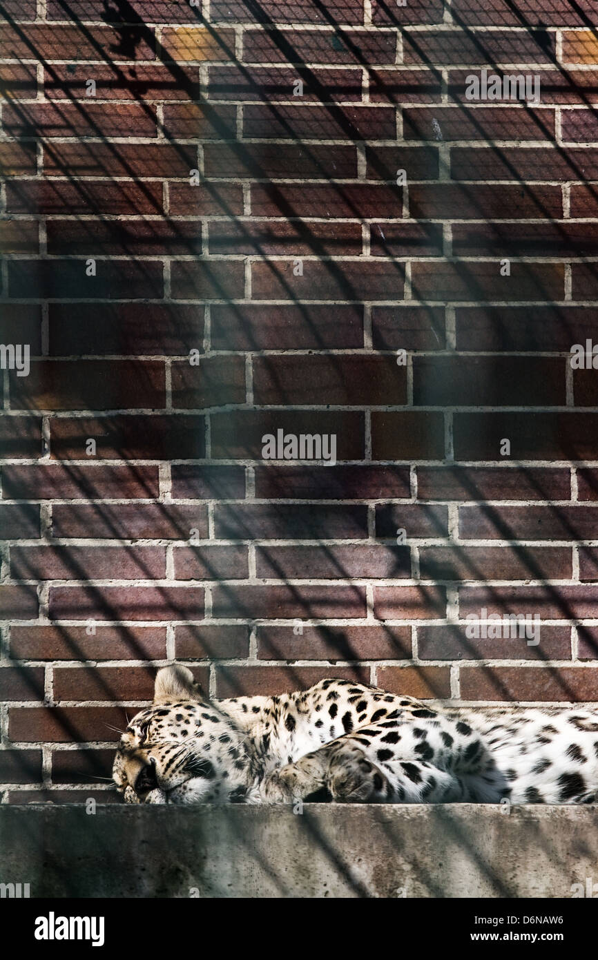 Leopard behind bars hi-res stock photography and images - Alamy