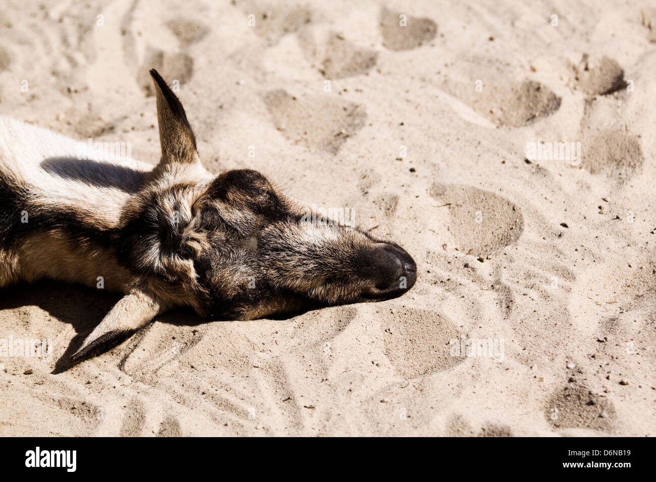 Berlin, Germany, goat sleeping in the sand at the zoo Stock Photo - Alamy