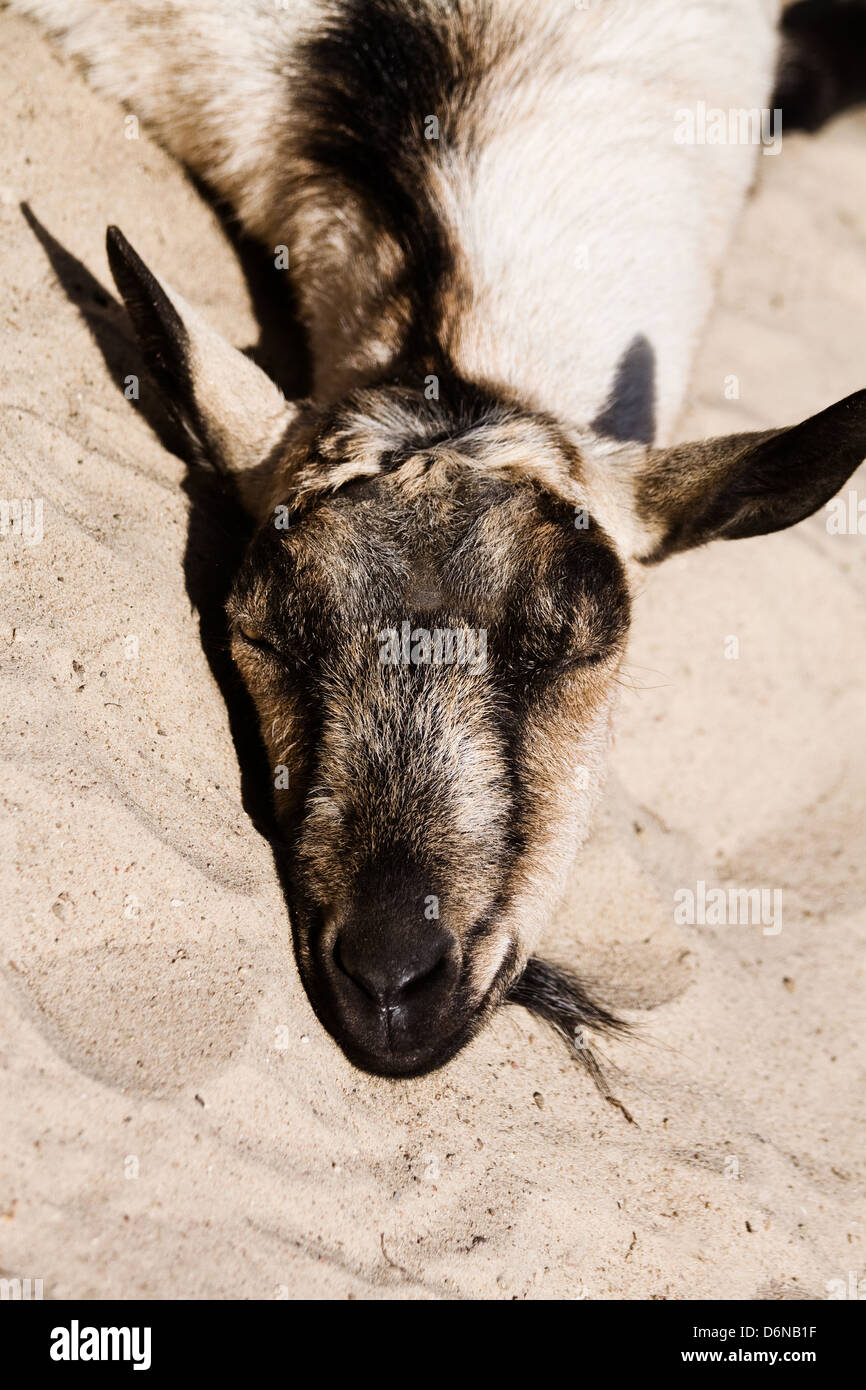Berlin, Germany, goat sleeping in the sand at the zoo Stock Photo - Alamy