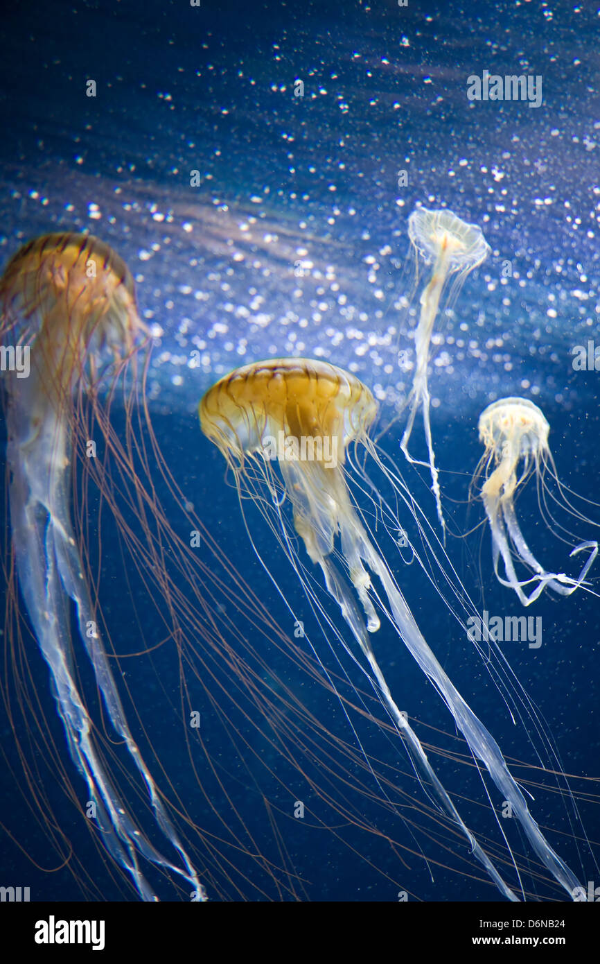 Berlin, Germany, an exotic jellyfish in the Zoo Stock Photo - Alamy