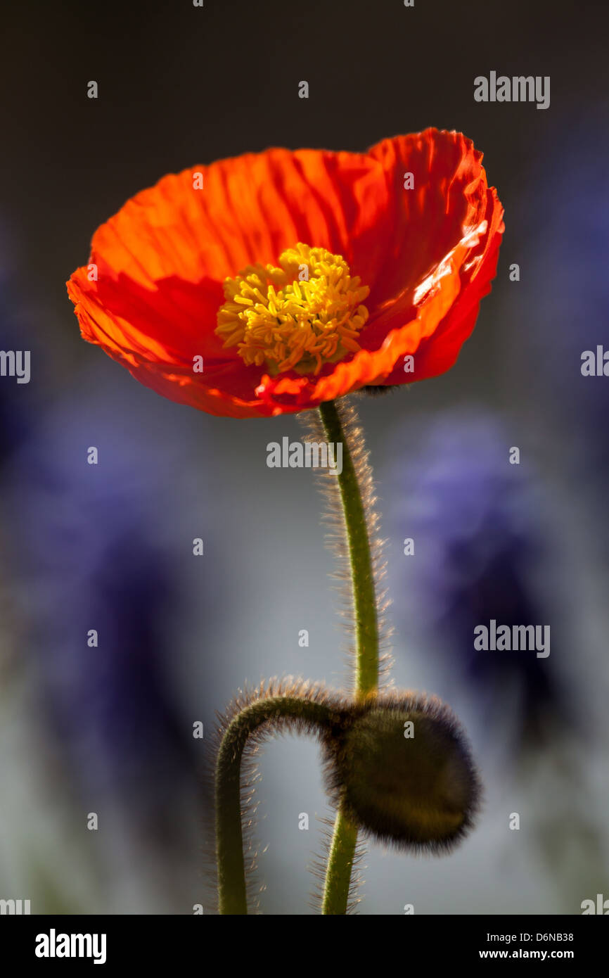 Berlin, Germany, Mohnbluete (Irish poppies Stock Photo - Alamy