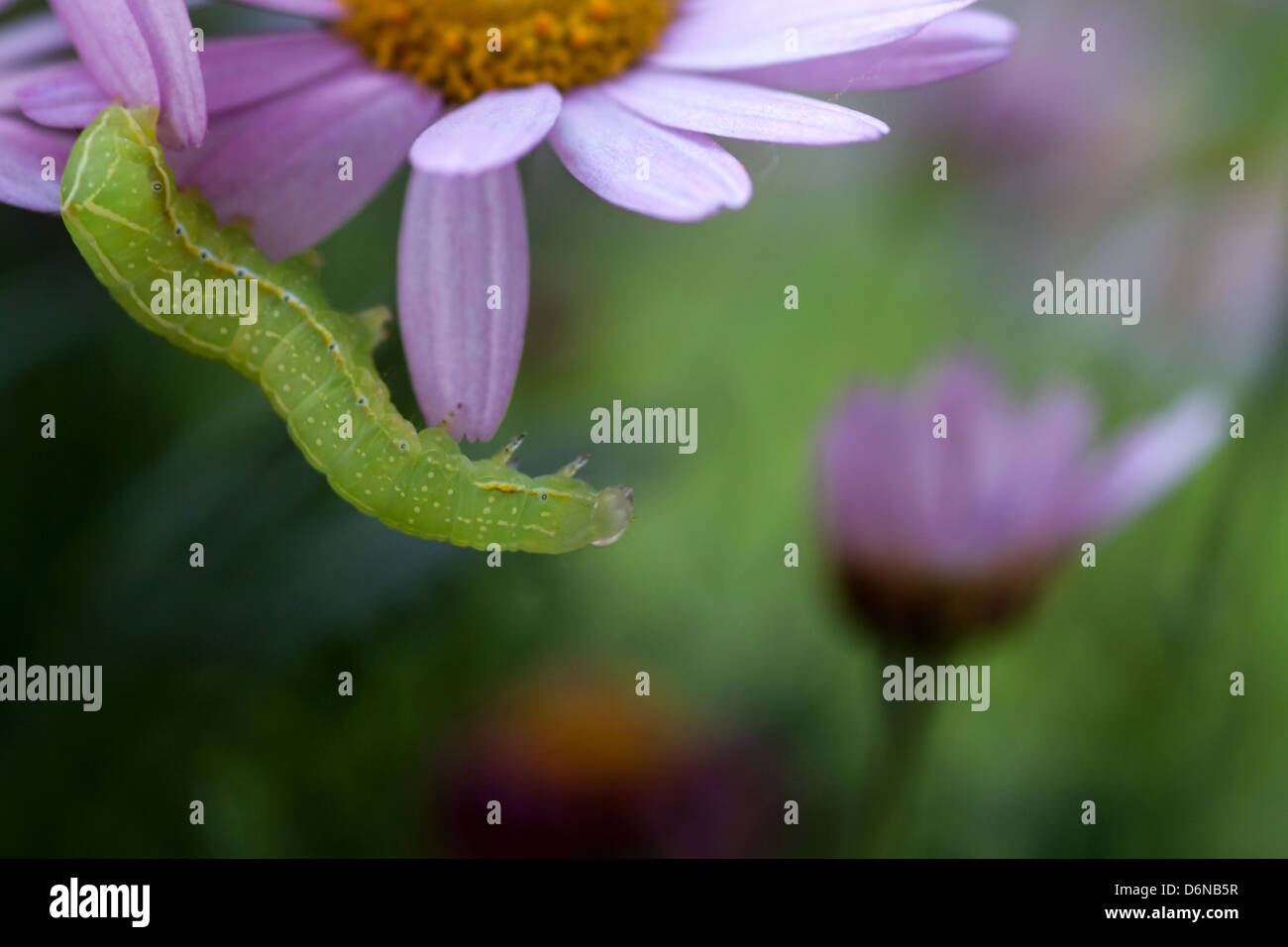 Caterpillar on daisy hi-res stock photography and images - Alamy