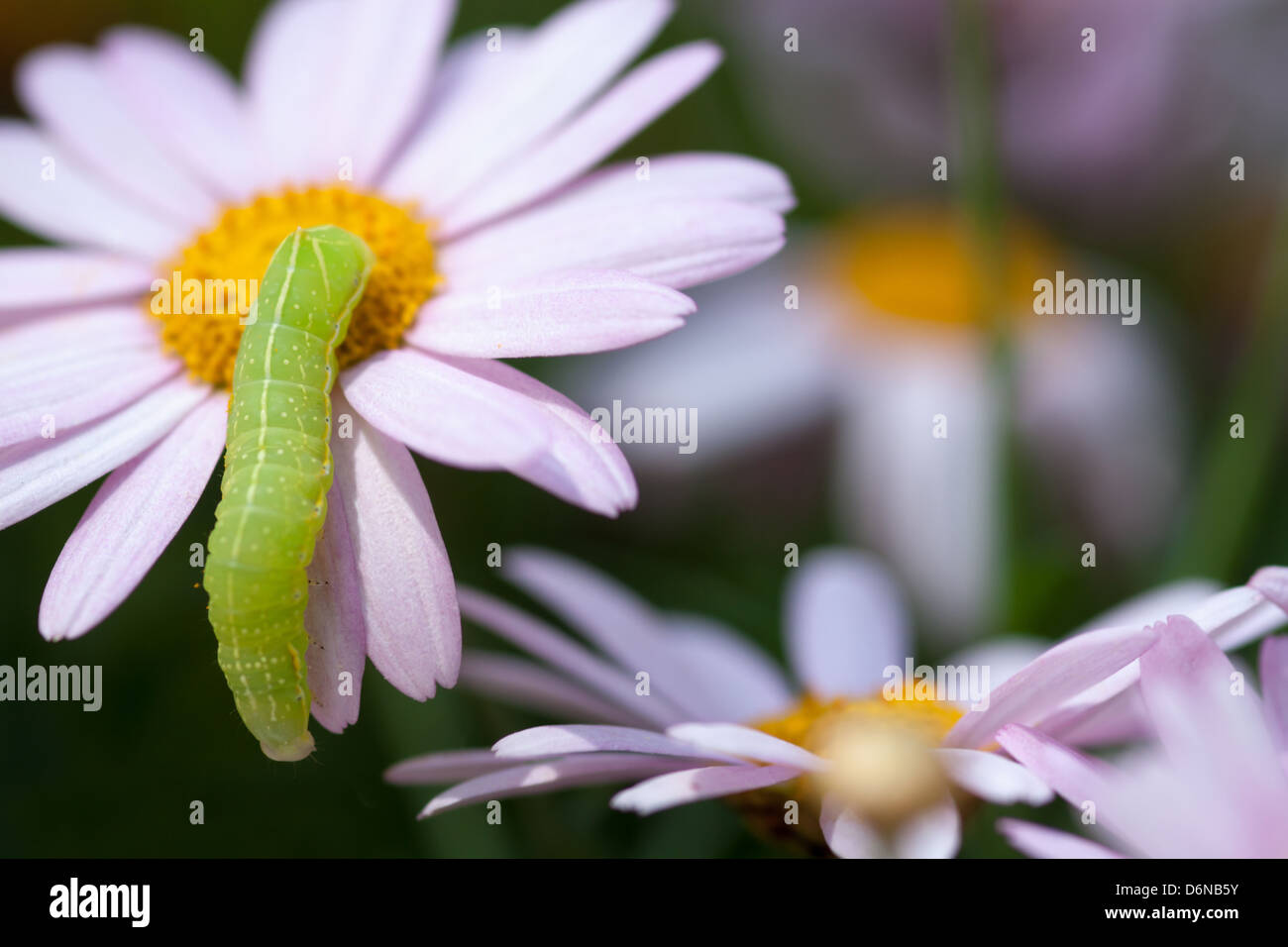 Berlin, Germany, green caterpillar of the moth Achateule on a daisy ...