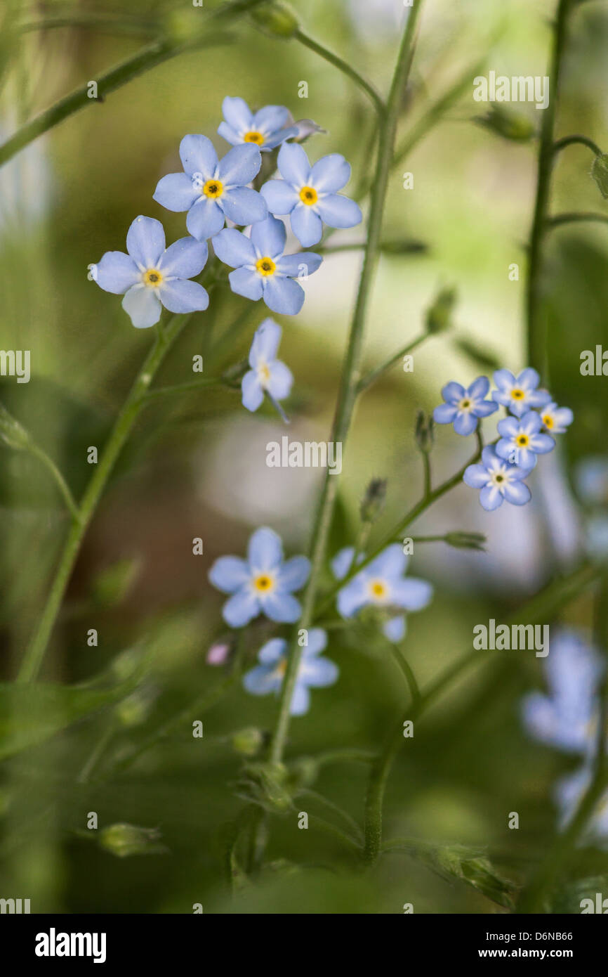 Berlin, Germany, forget-me-not Stock Photo - Alamy