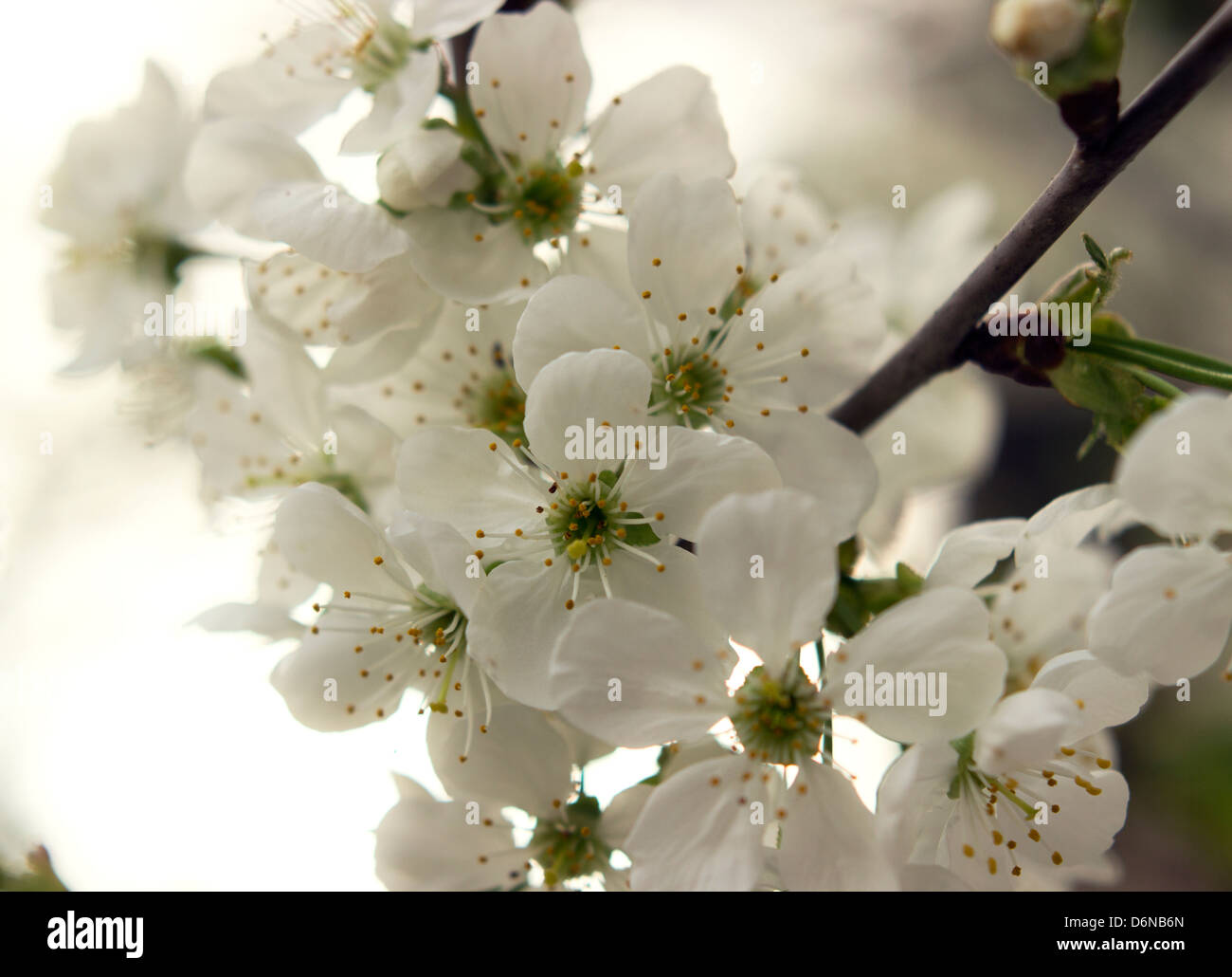 new image of cherry tree flowers can use like spring symbol Stock Photo ...