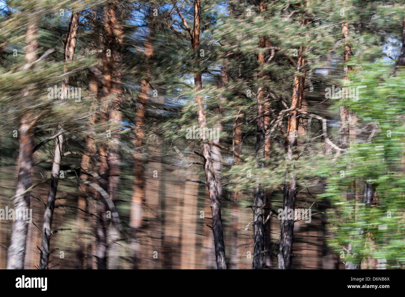 Windy germany tree hi-res stock photography and images - Alamy