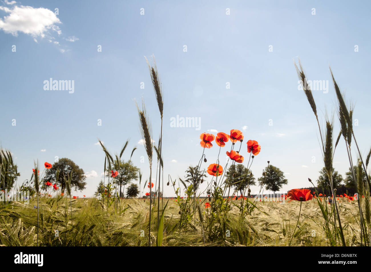 Buchholz, Germany, poppies and cornflowers in a barley field Stock ...