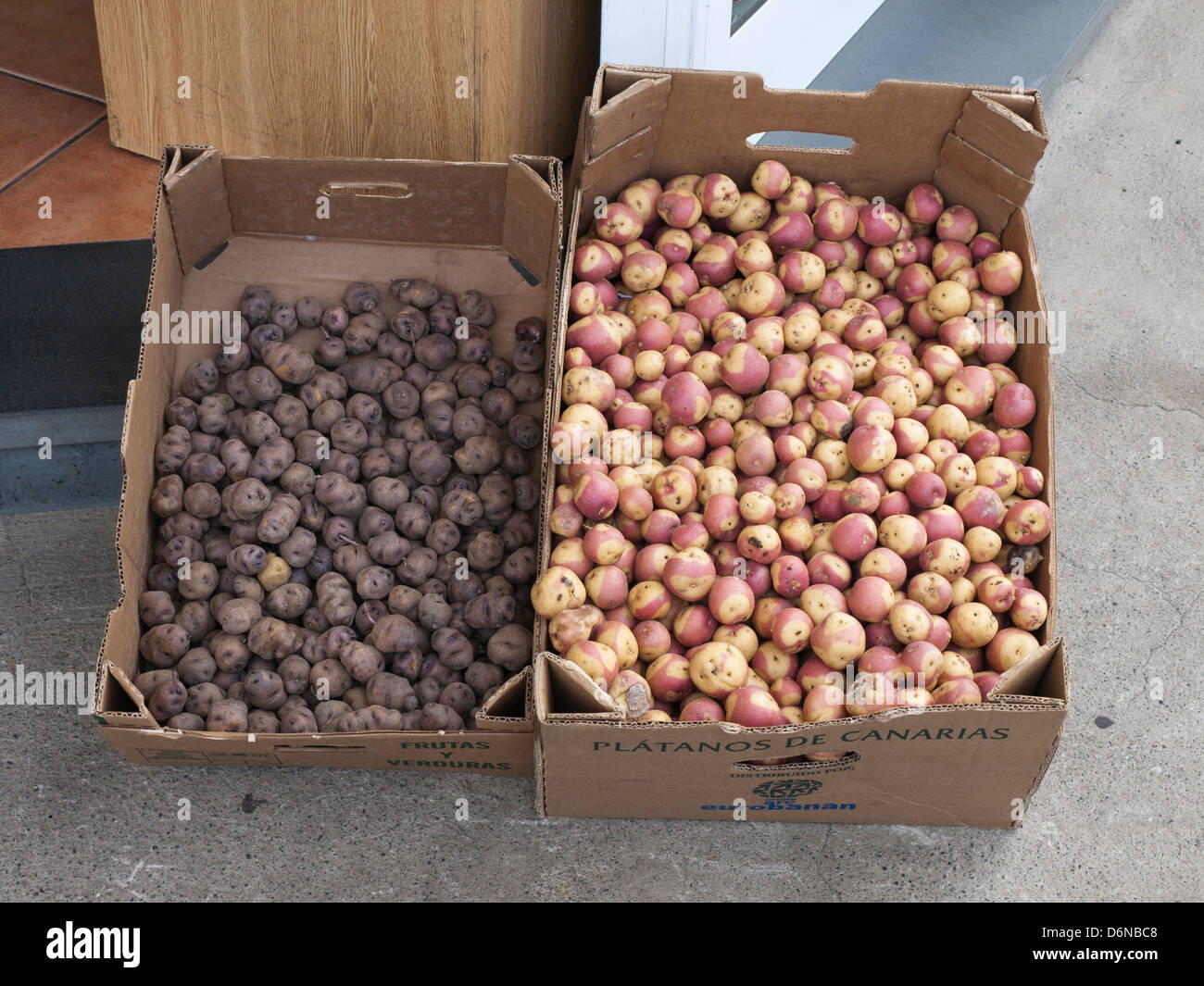 Canary potatoes come in all colors and shapes, often the best are small ...
