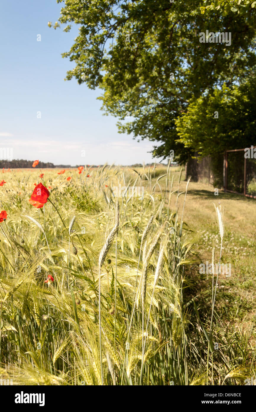 Buchholz, Germany, poppies and cornflowers in a barley field Stock ...