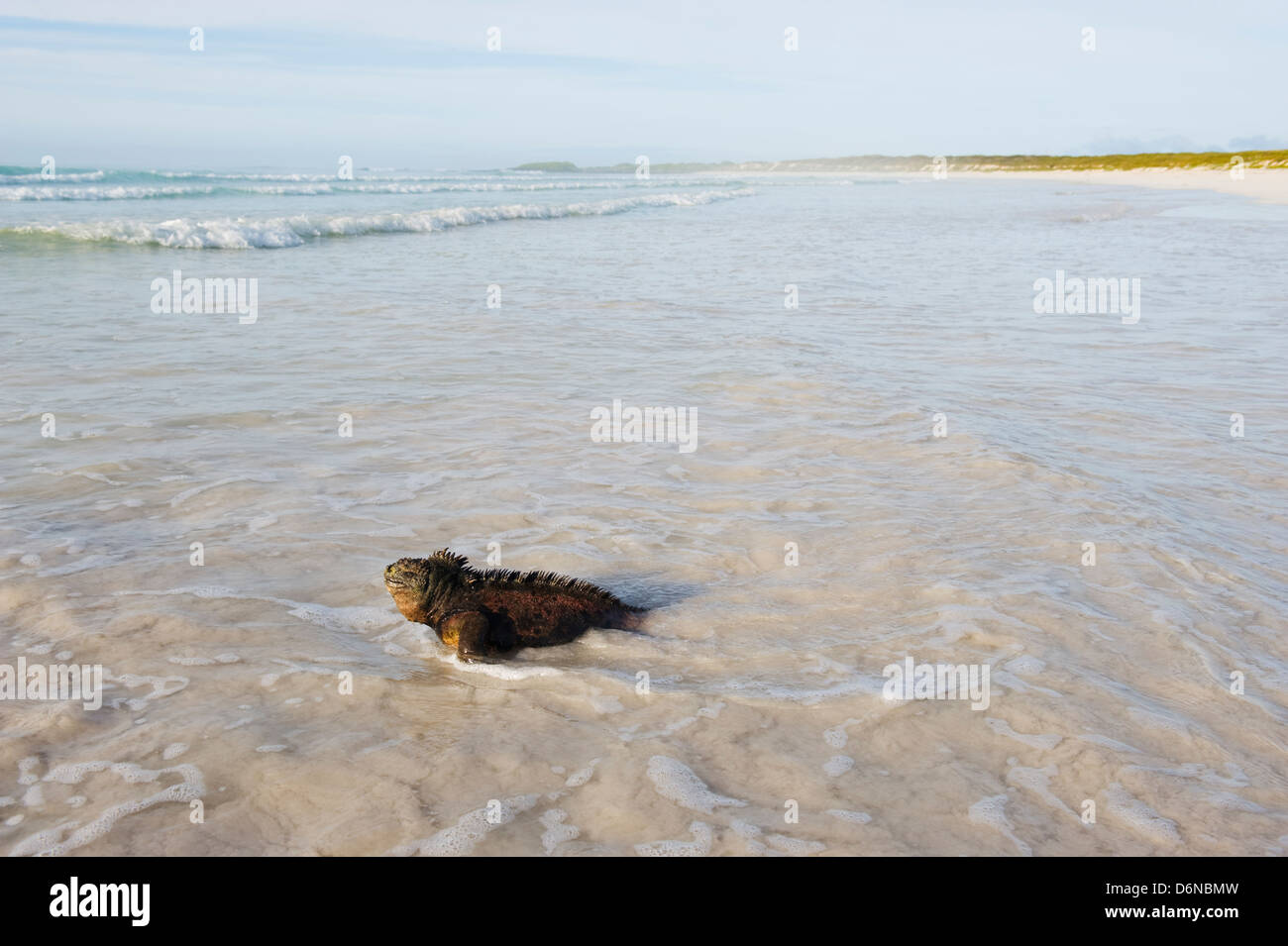 Marine Iguana, Amblyrhynchus cristatus, Turtle Bay, Isla Santa Cruz ...