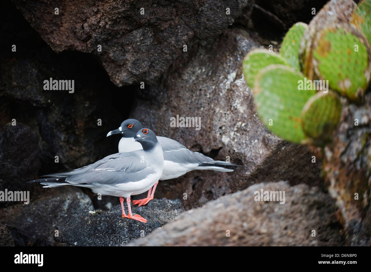 swallow tailed gull, creagrus furcatus, Isla Genovesa, Galapagos ...