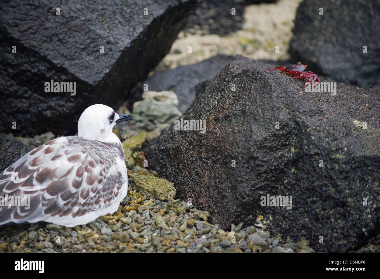 Isla Genovesa, Galapagos Islands, Unesco site, Ecuador, South America ...