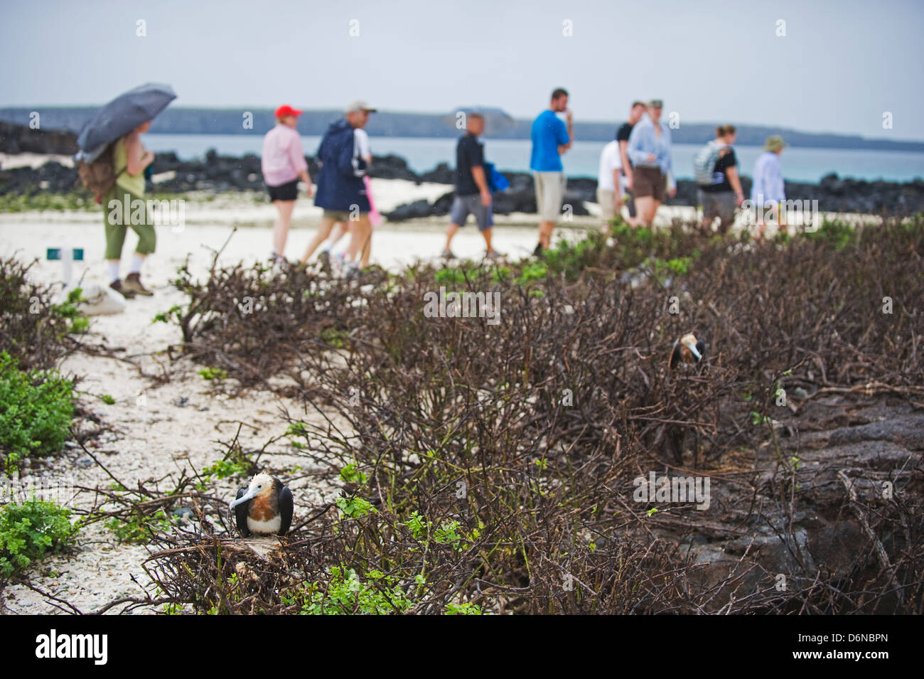 tourists walking on Isla Genovesa, Galapagos Islands, Unesco site ...