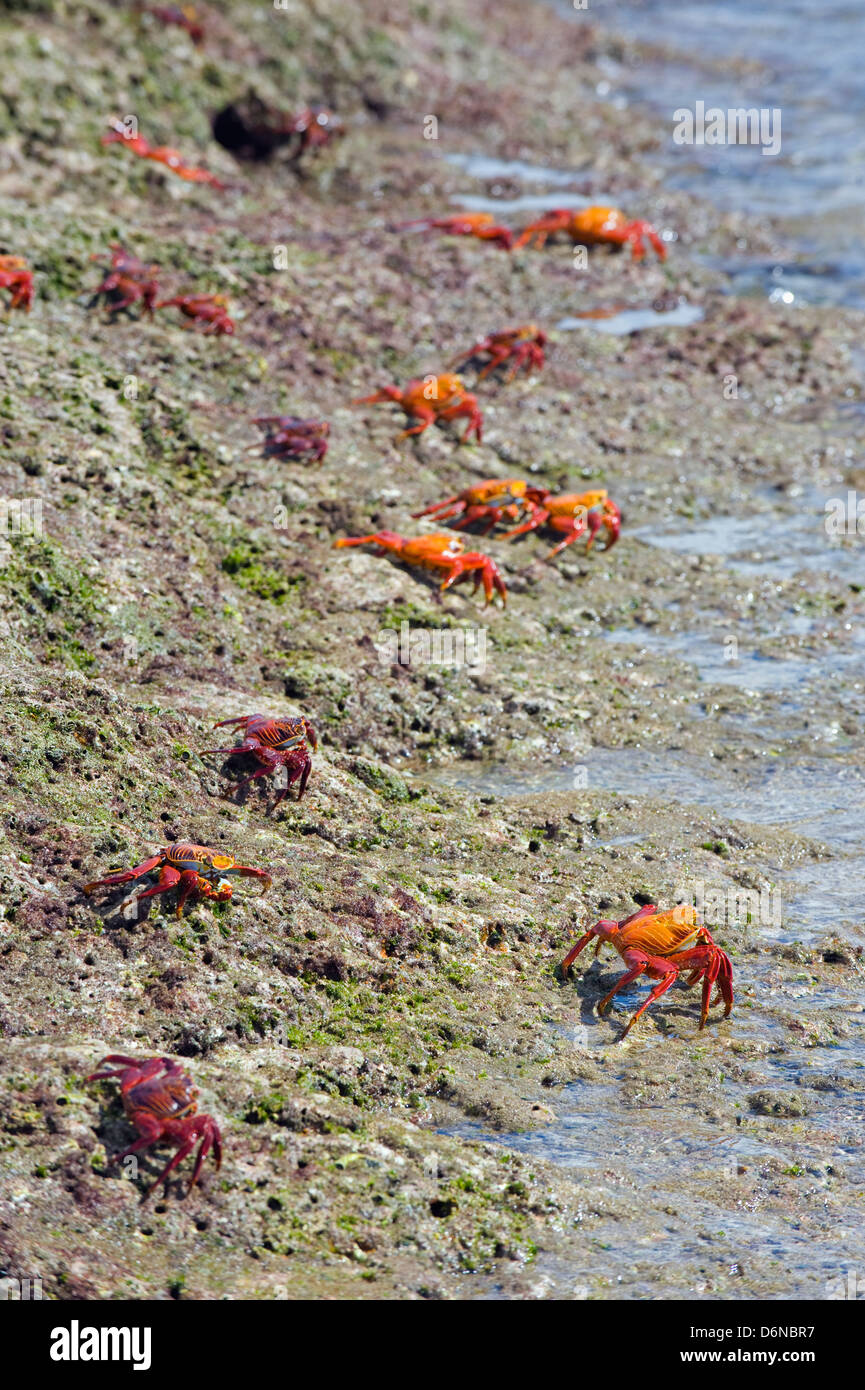 Sally Lightfoot crab, Grapsus Grapsus, Sullivan Bay, Isla Santiago ...