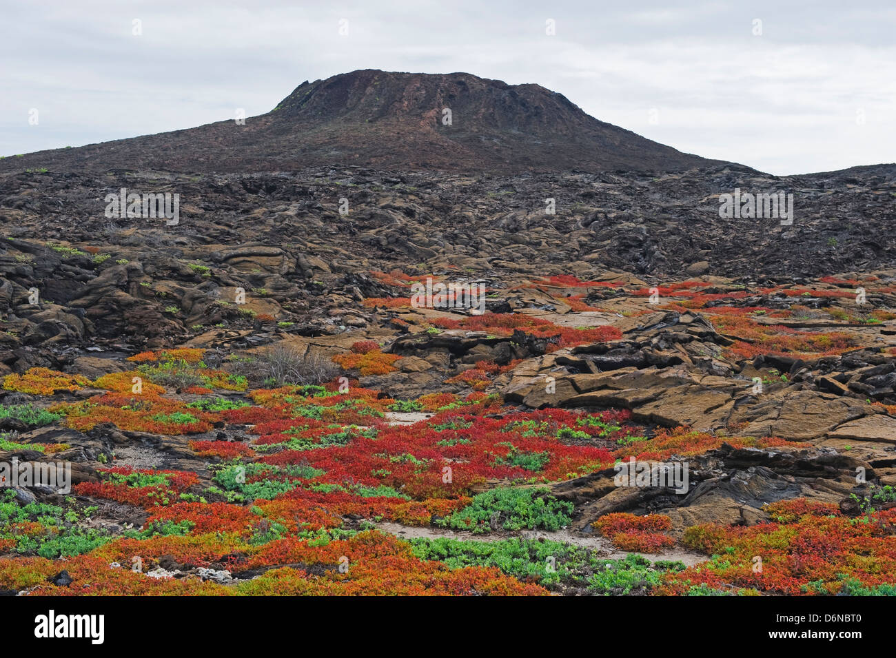 Isla Santa Cruz, Galapagos Islands, Unesco site, Ecuador, South America ...