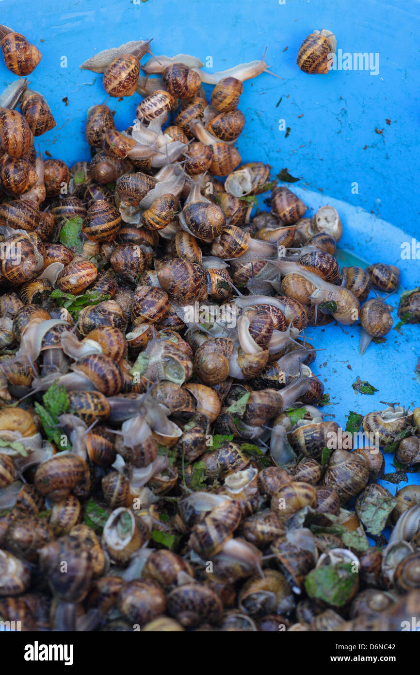 Reptiles of spain hi-res stock photography and images - Alamy