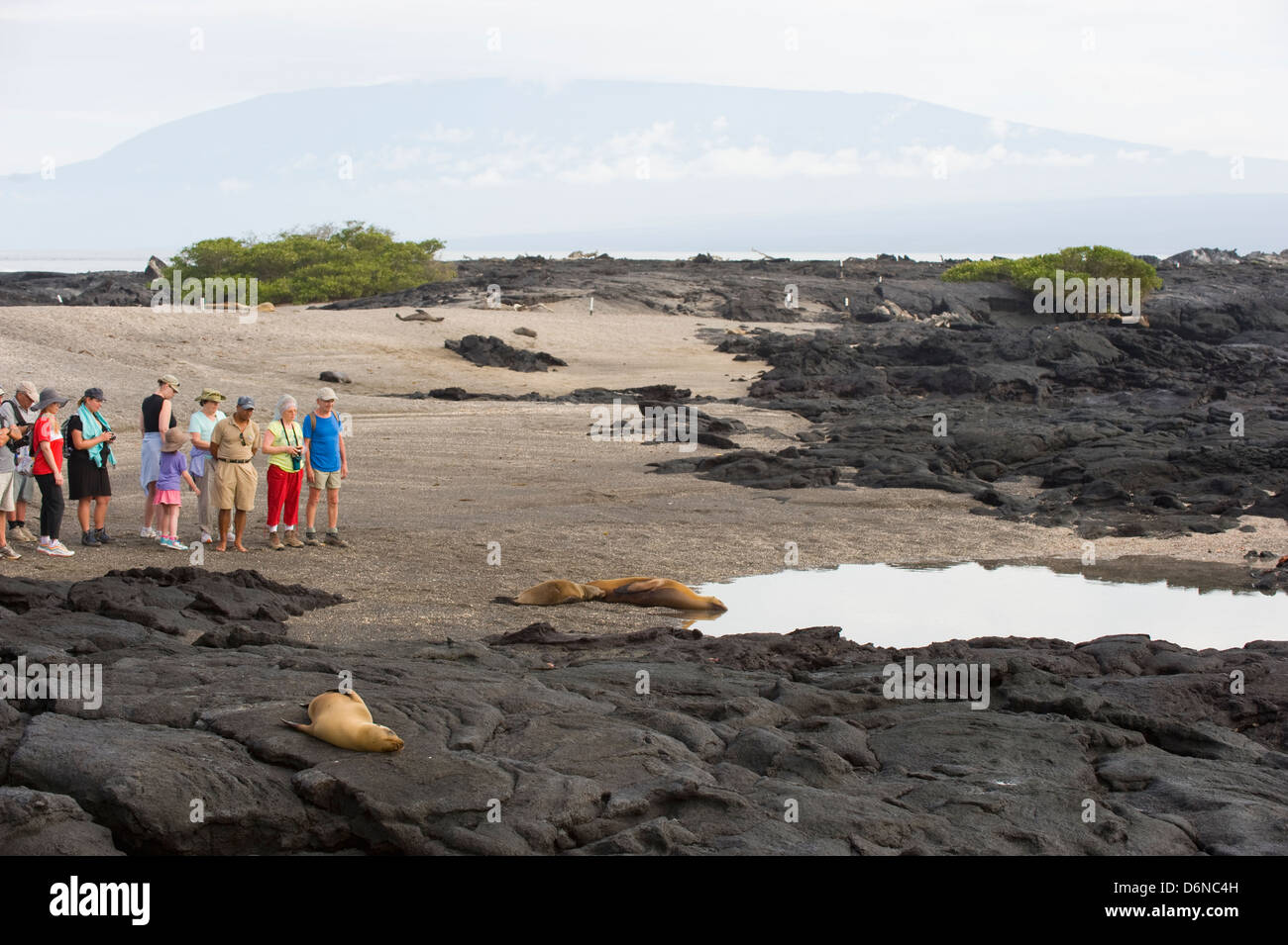 sealion, Isla Isabela, Galapagos Islands, Unesco site, Ecuador, South ...