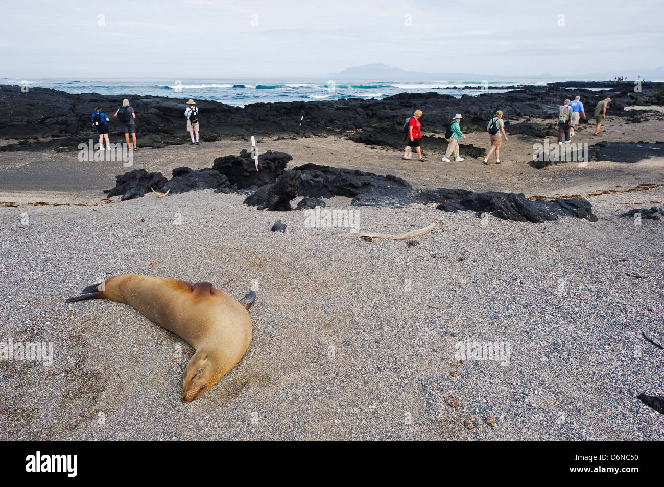 sealion, Isla Isabela, Galapagos Islands, Unesco site, Ecuador, South ...