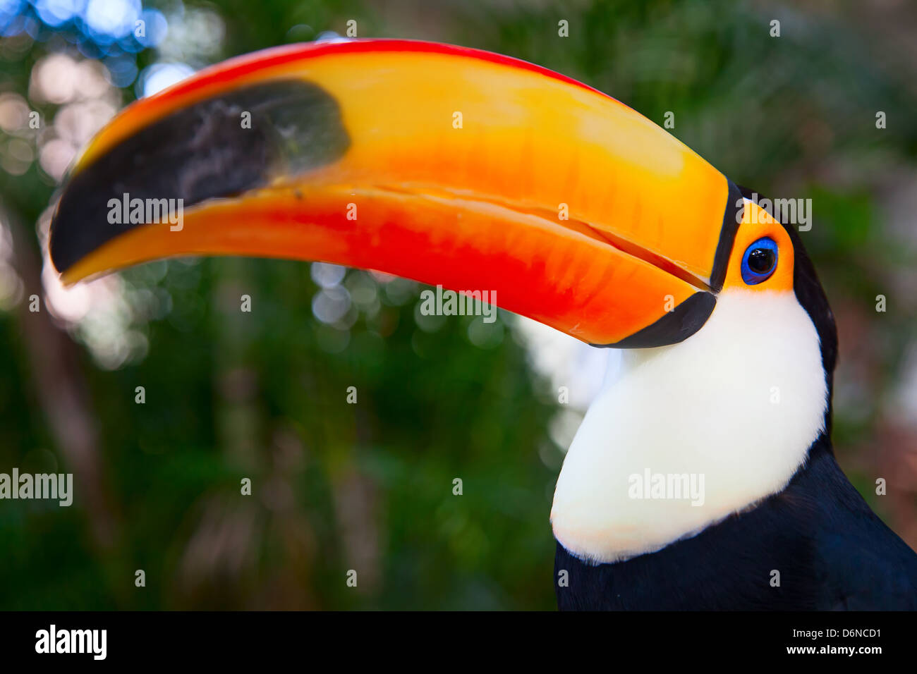 Colorful tucan in the aviary Stock Photo - Alamy