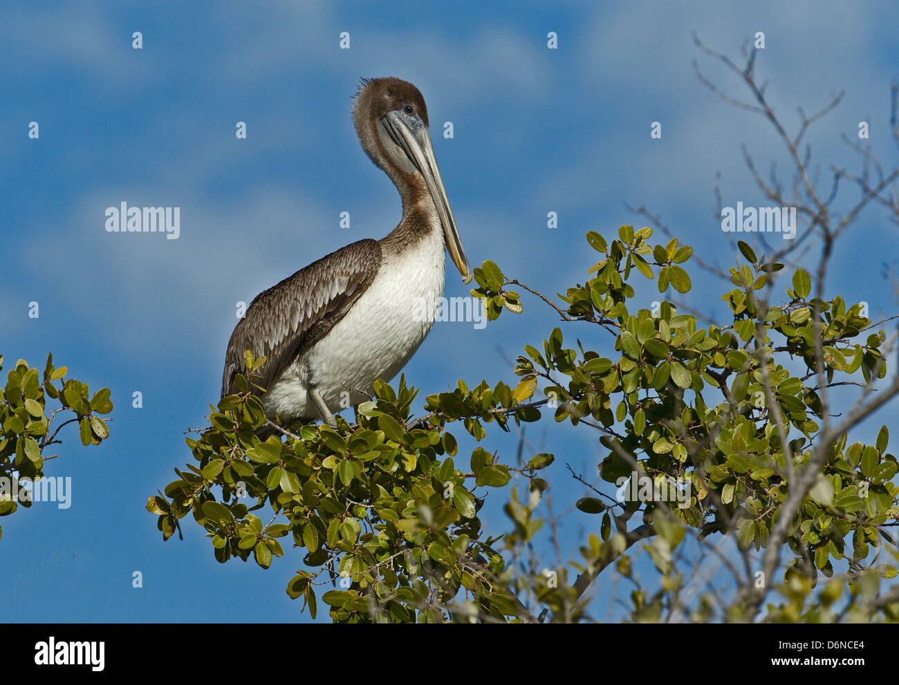 Pelican tree hi-res stock photography and images - Alamy