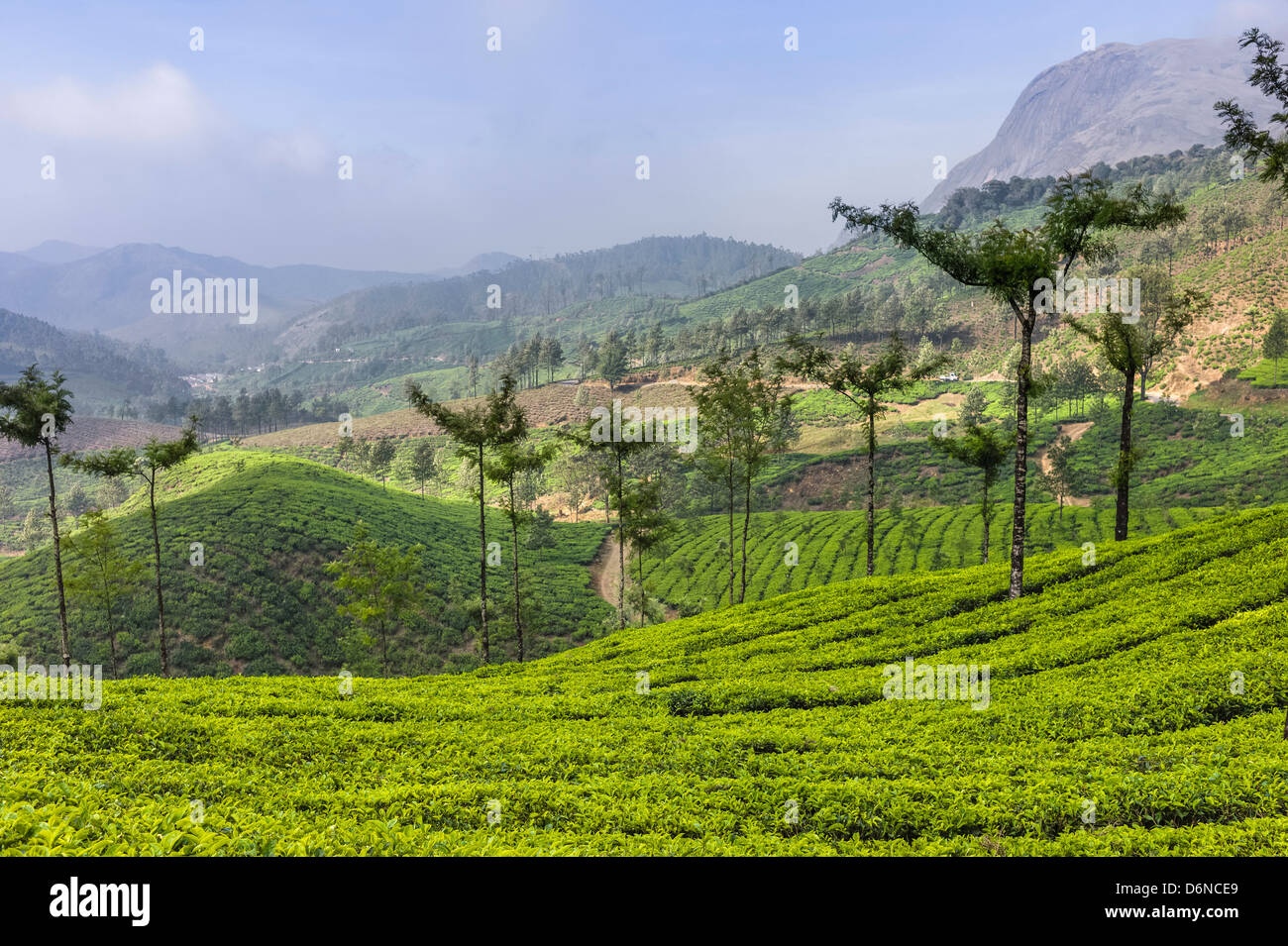 Tea plantation on a bright sunny morning in the hill station of Munnar ...