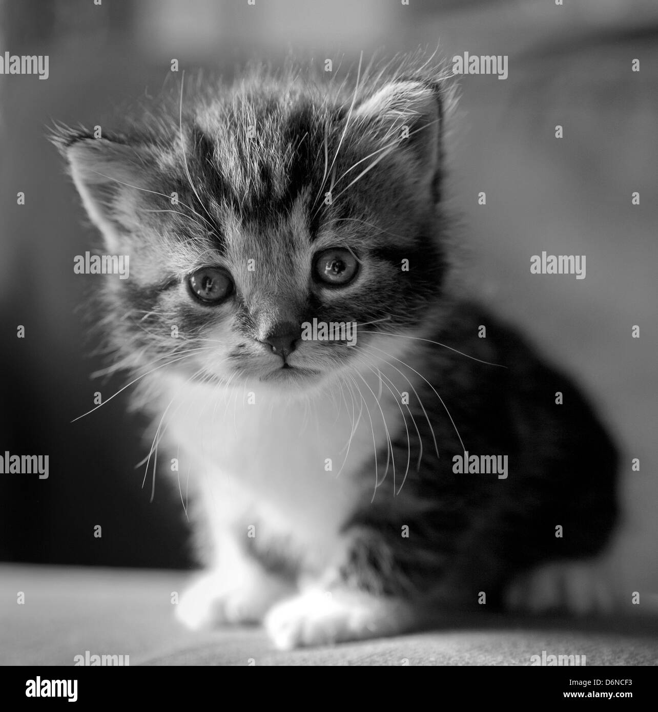 Cute little kitten Stock Photo - Alamy