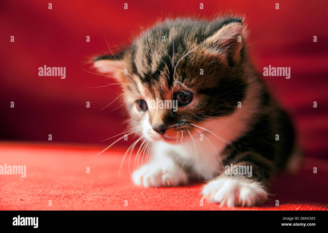 Cute little kitten Stock Photo - Alamy
